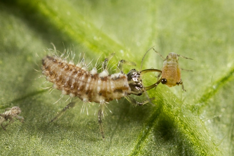 Chrysopa - Universal Group