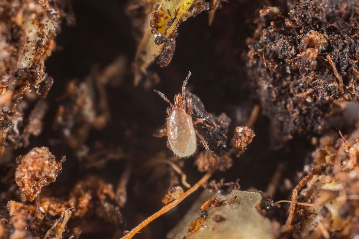 Entomite-M - Universal Group