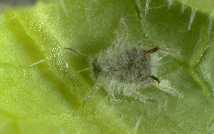 Mycotal - Universal Group