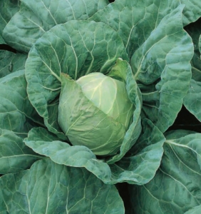 Pandion F1 – Universal Group