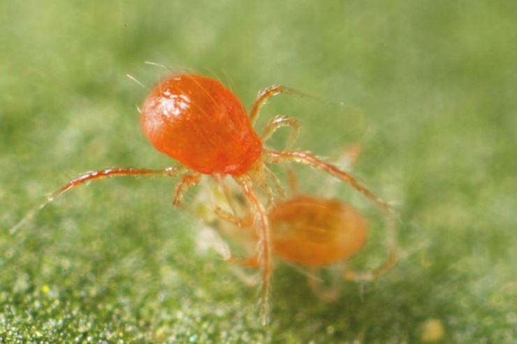 Spidex - Universal Group